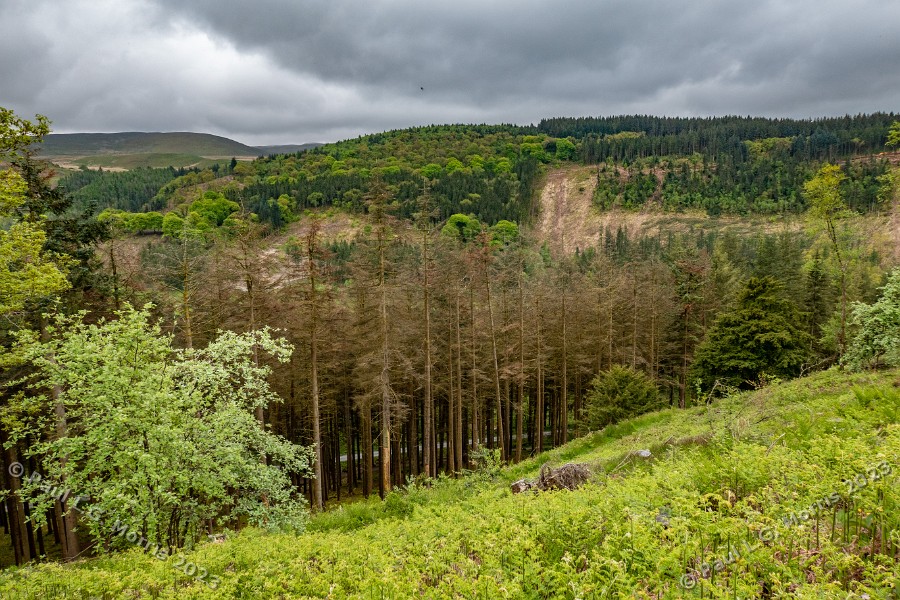 A visit to the Hafod Estate in Wales – The photography of Paul L.G. Morris