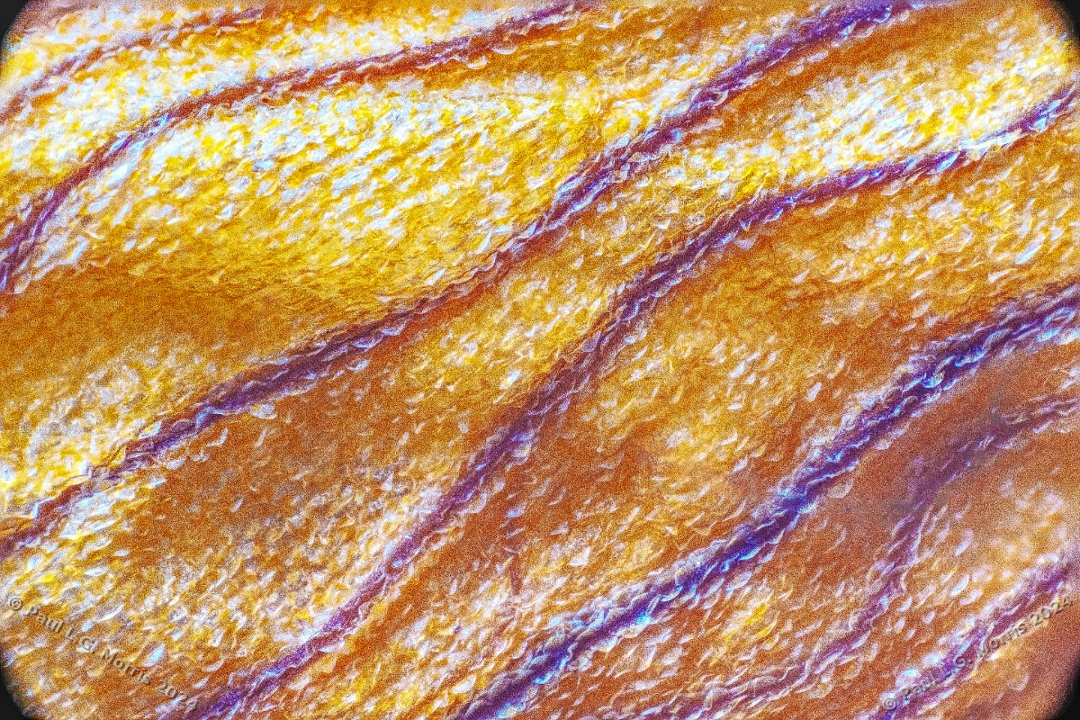 Trying extreme macro photography with microscope objectives: – The ...