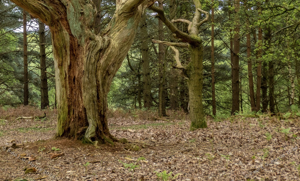 More trials with posterisation – The photography of Paul L.G. Morris