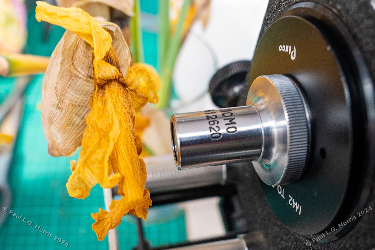 Trying extreme macro photography with microscope objectives: – The ...