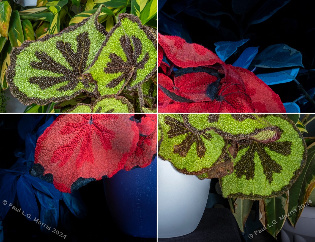 Begonia in UV fluorescence – The photography of Paul L.G. Morris